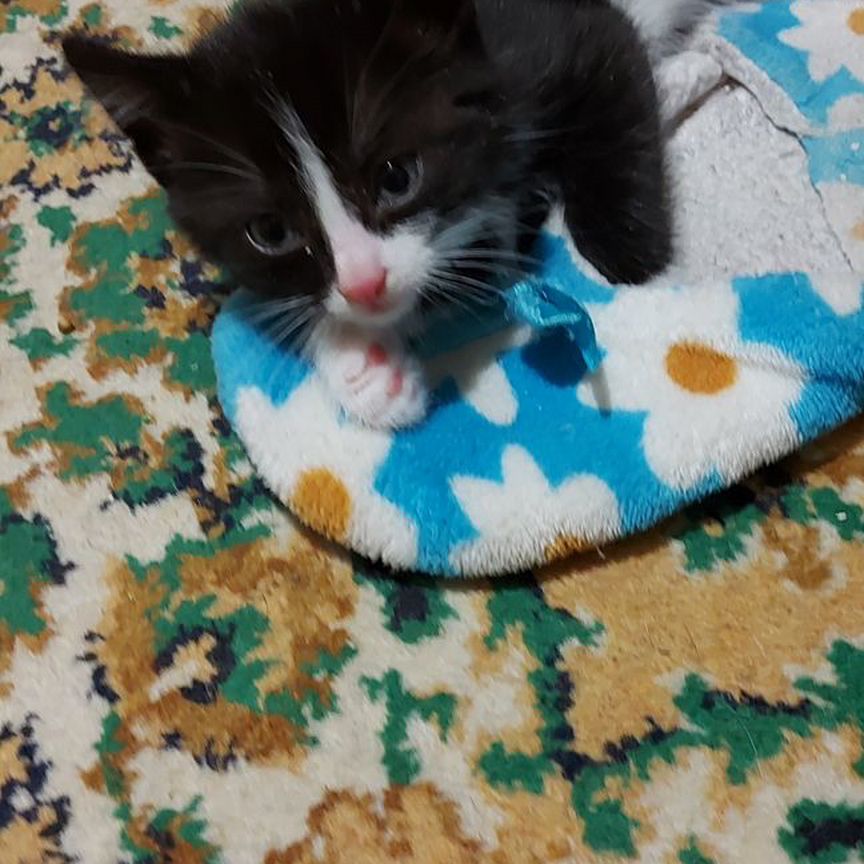 Отдаем котенка в добрые руки