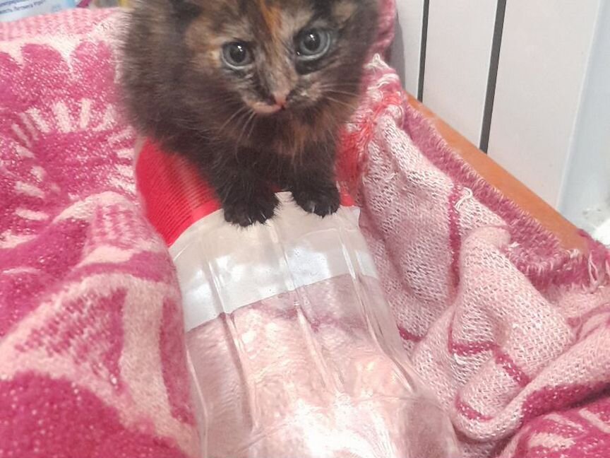 Трёхцветка 2 месяца