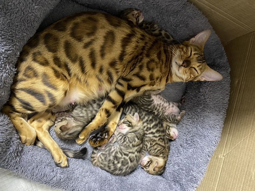 Бенгальские котята