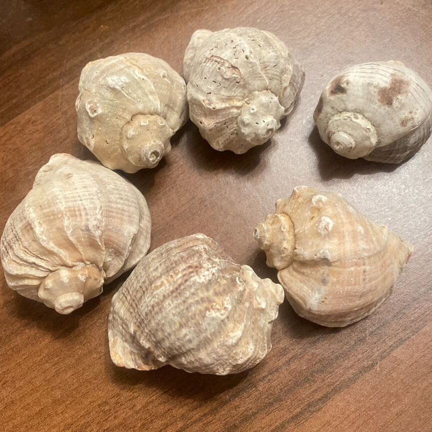 Ракушки рапанов