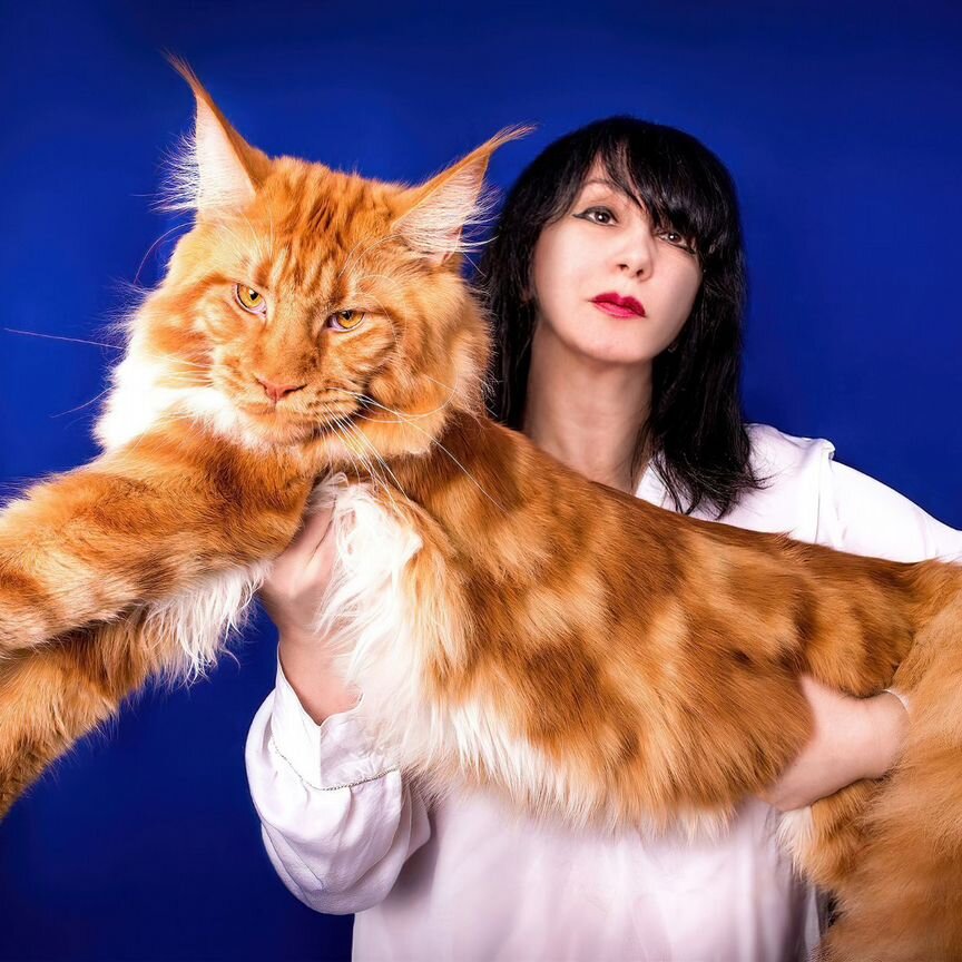 Мейн-кун котёнок