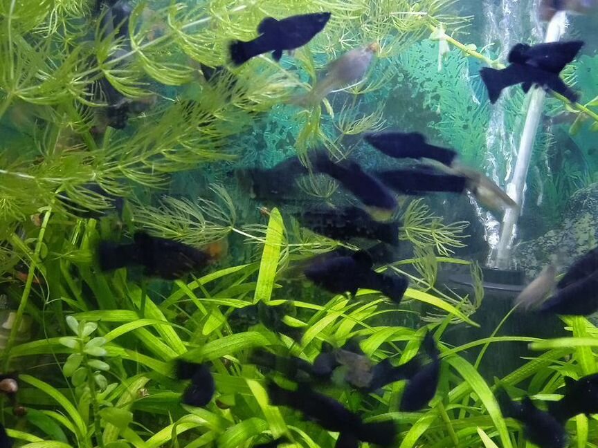 Аквариумные рыбки