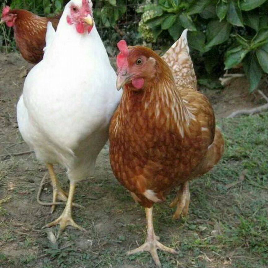Курицы несушки