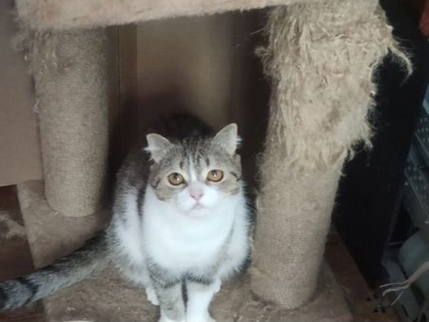 Кошка Вислоухая шотландская помесь