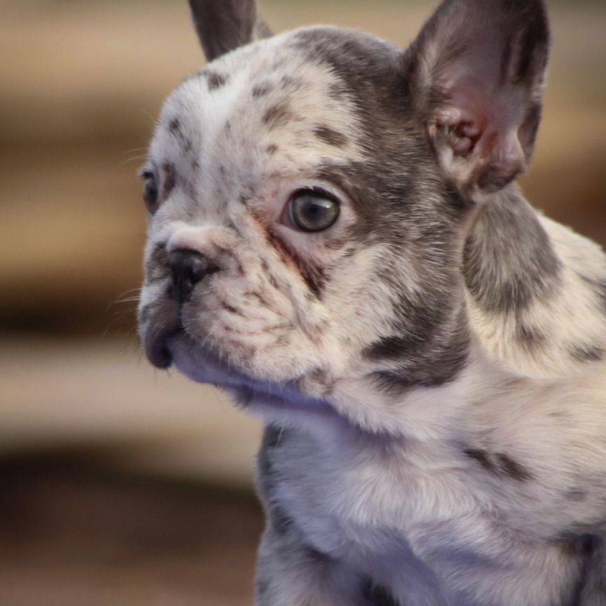 Французский бульдог крошка