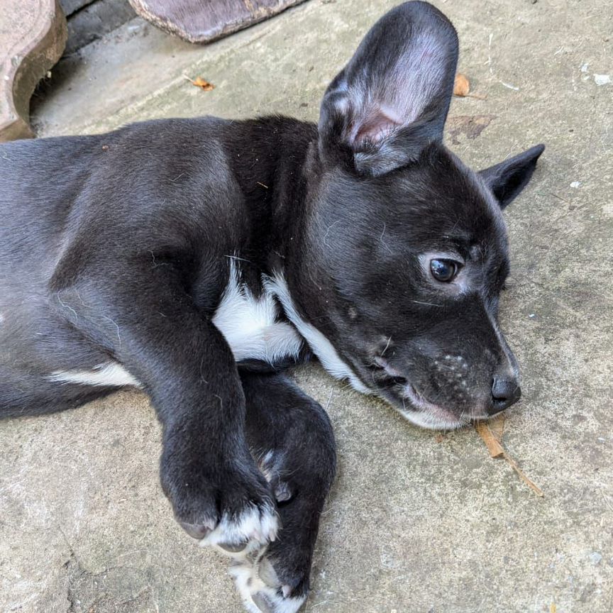 Отдам в добрые руки