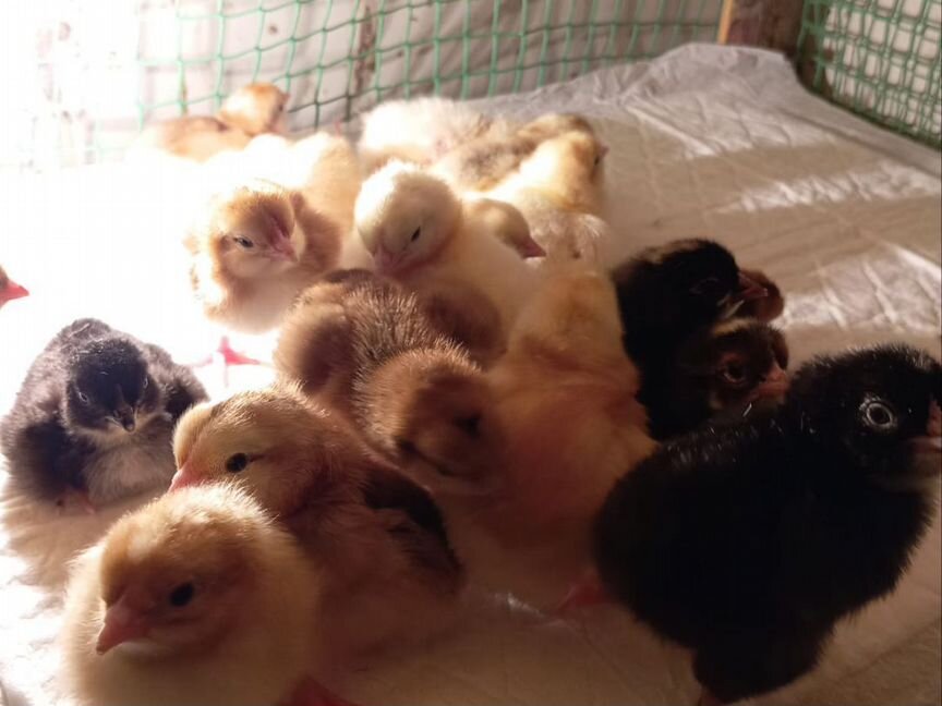 Цыплята суточные домашние