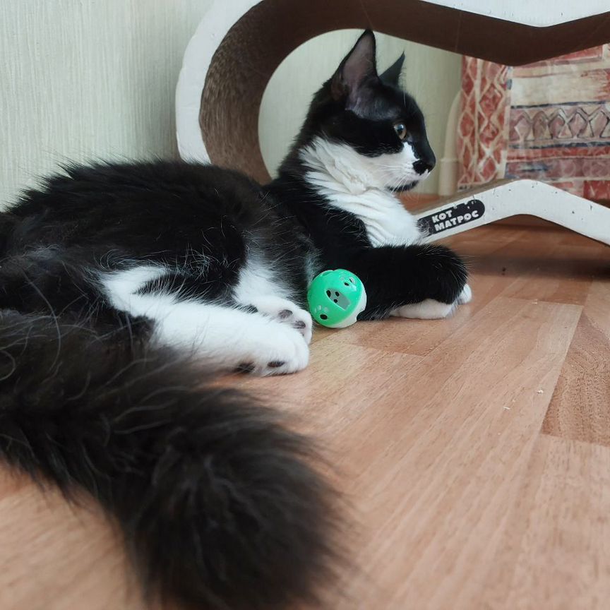 Котёнок