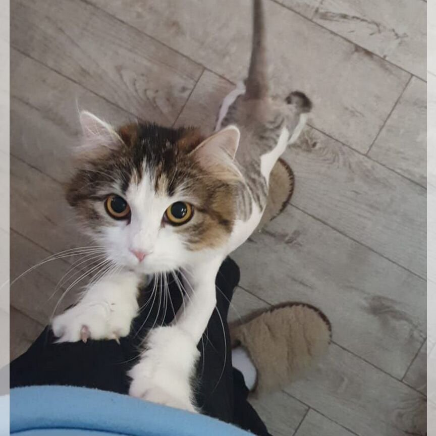 Кошка