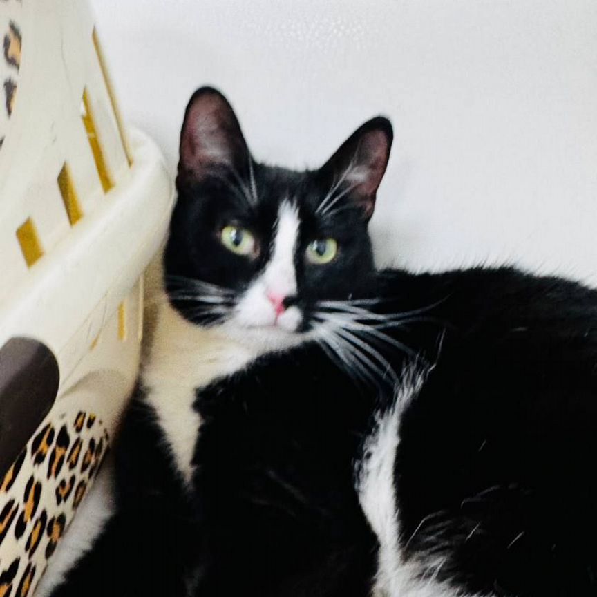 Триша кошечка