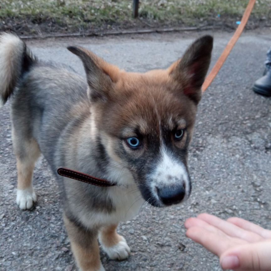 Помесь хаски и дворняги