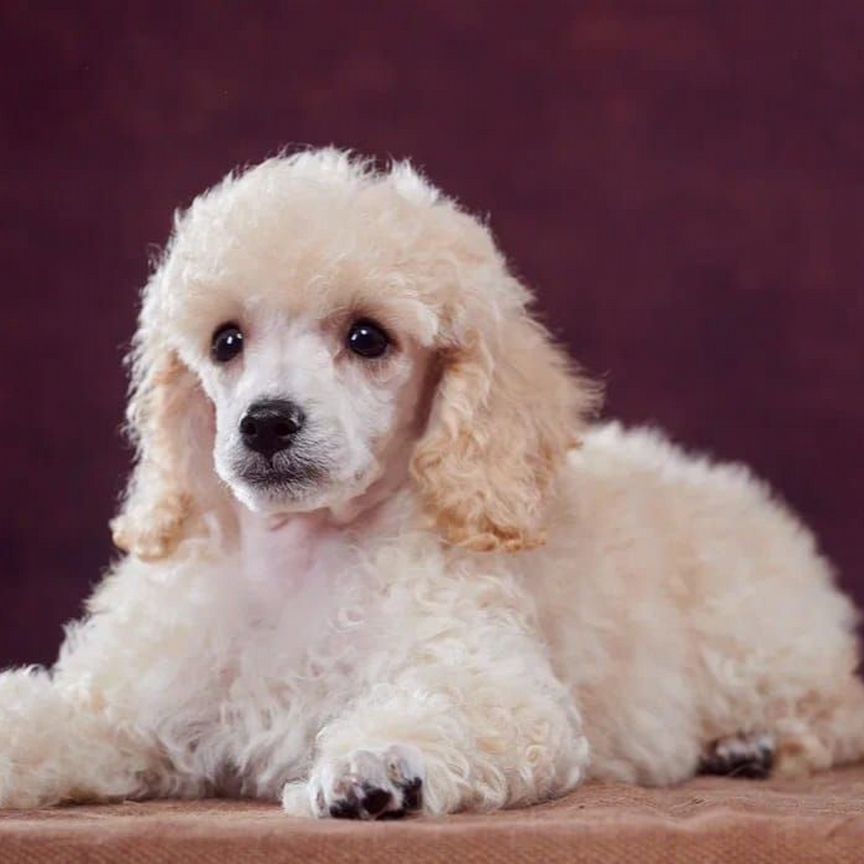 Той-пудель, окрас белый, девочки