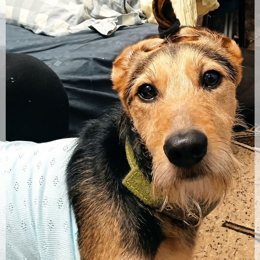 Взрослый пёс в добрые руки