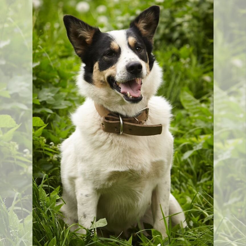 Взрослый пёс в добрые руки