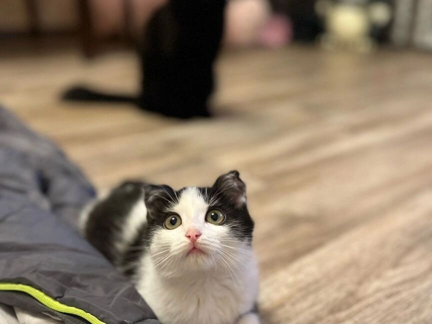 Замечательный Кокосик ищет свою семью