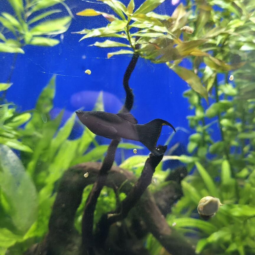 Рыбки моллинезии