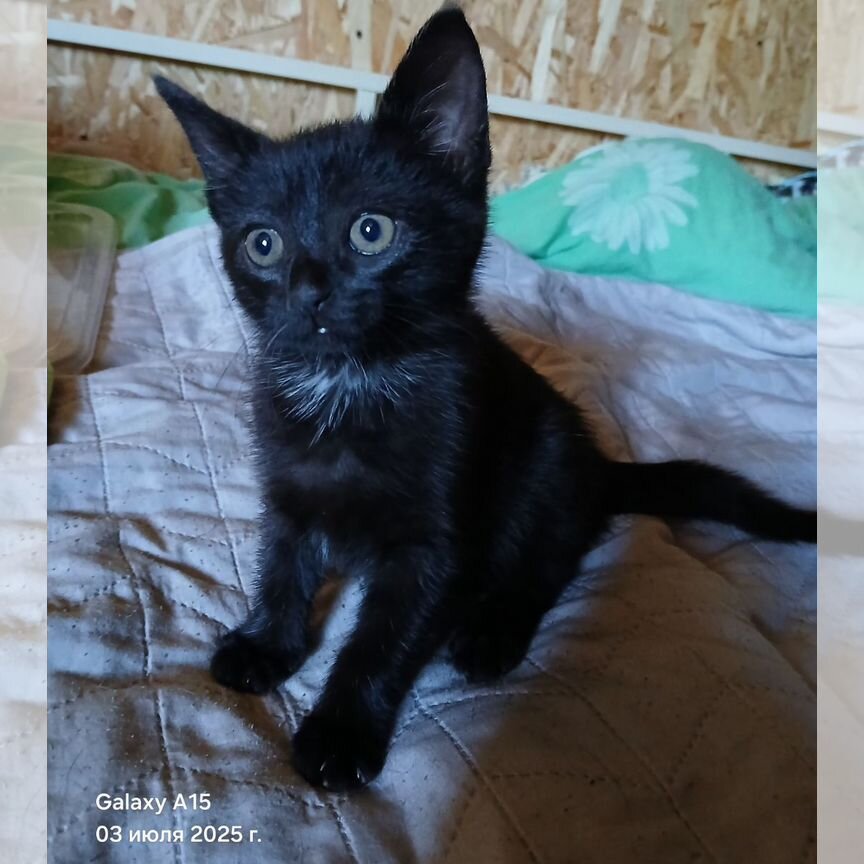 Черный котенок