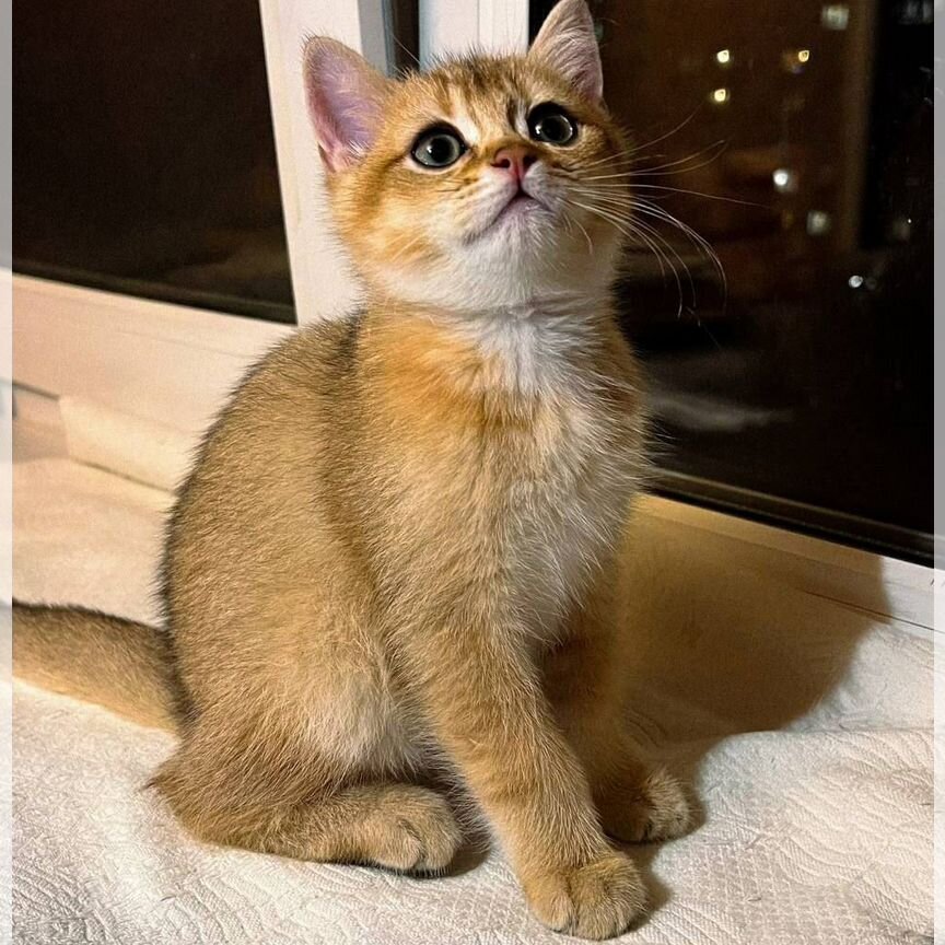 Котёнок британской шиншиллы ищет себе новых, забот