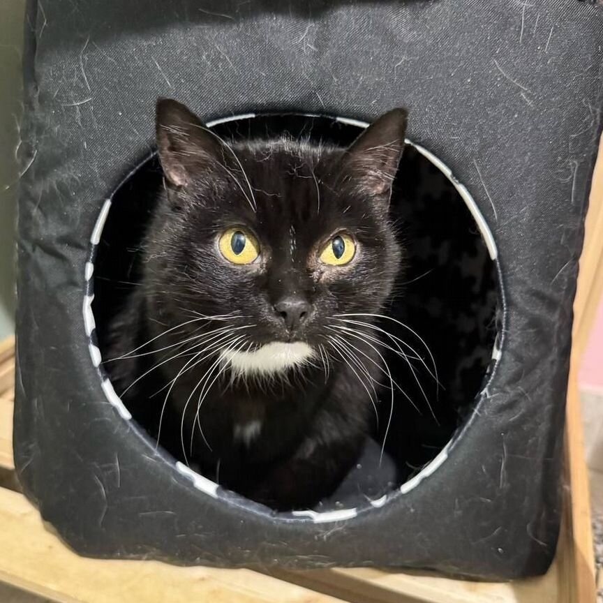 Взрослая, кошка в добрые руки