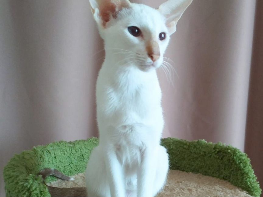 Ориентальная кошка / кот изящные красивые подростк