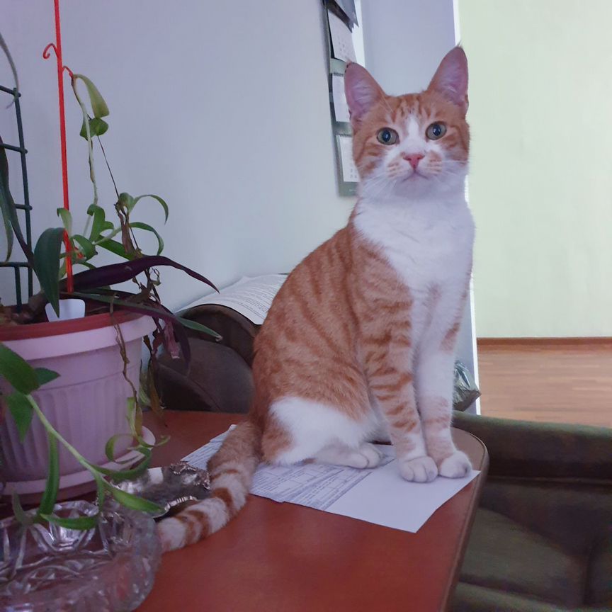 Кот Рыжик