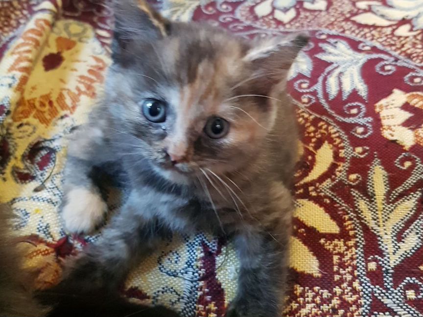 Кошка