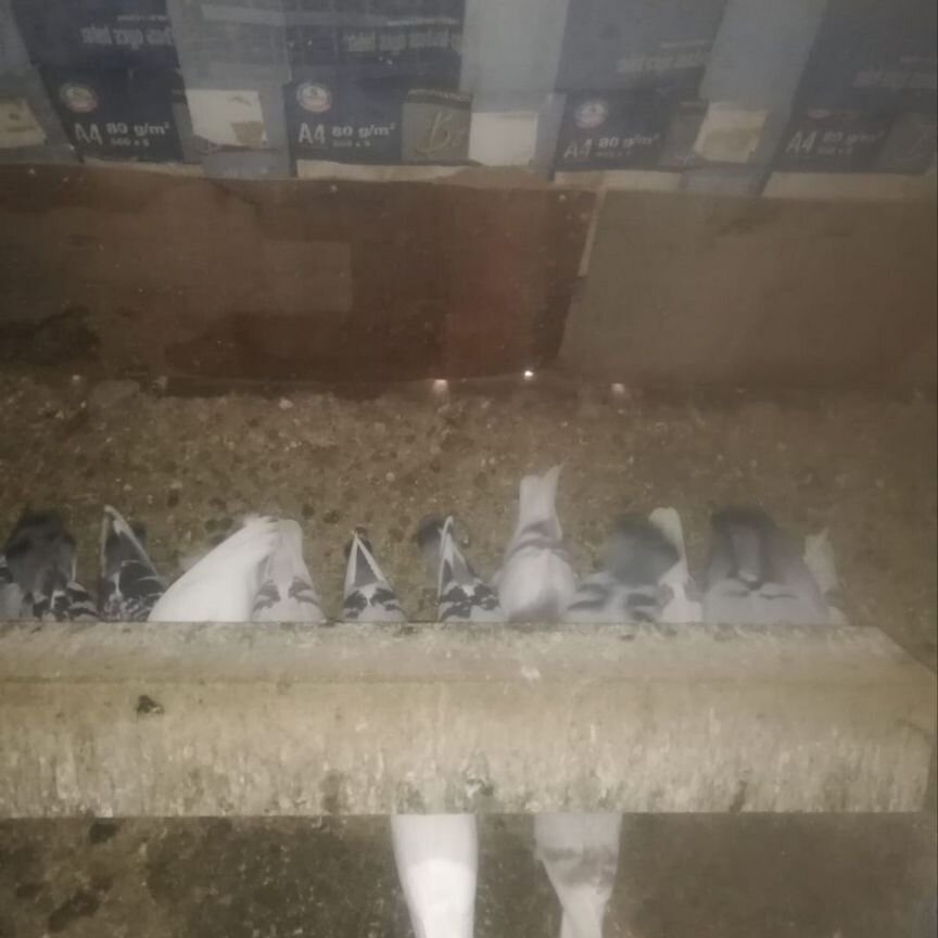 Чехи, сиреневые, сизые