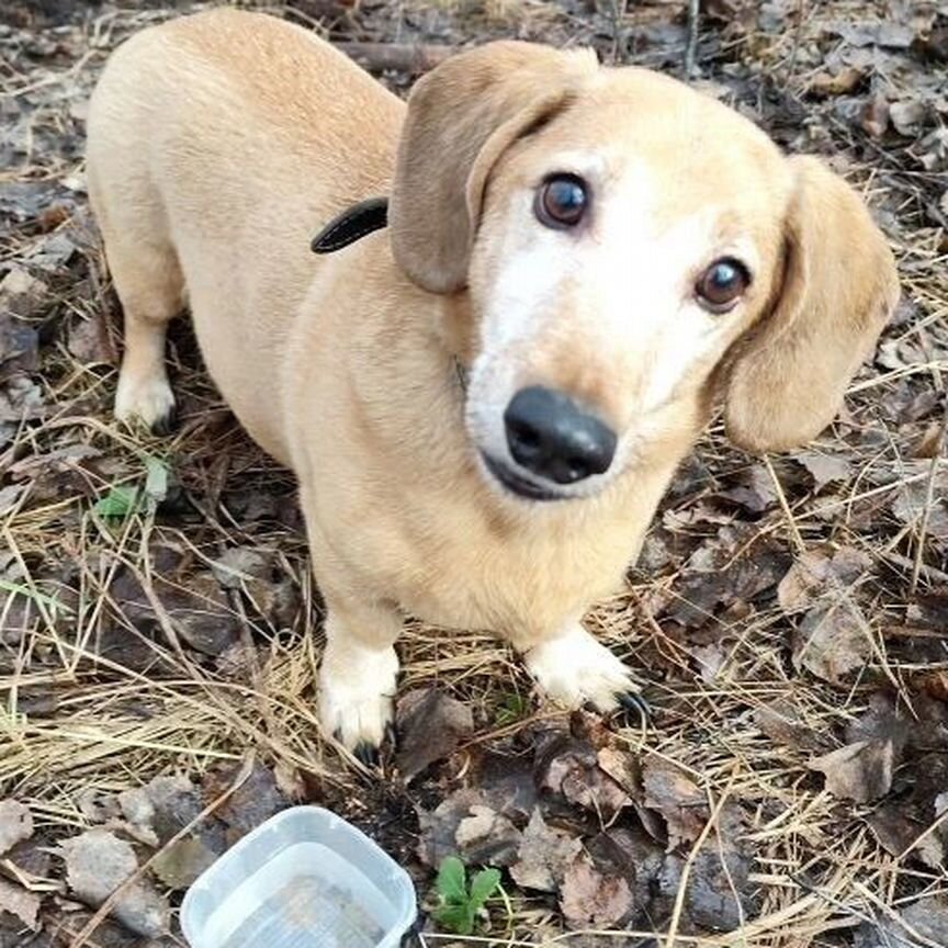 Взрослый пёс в добрые руки