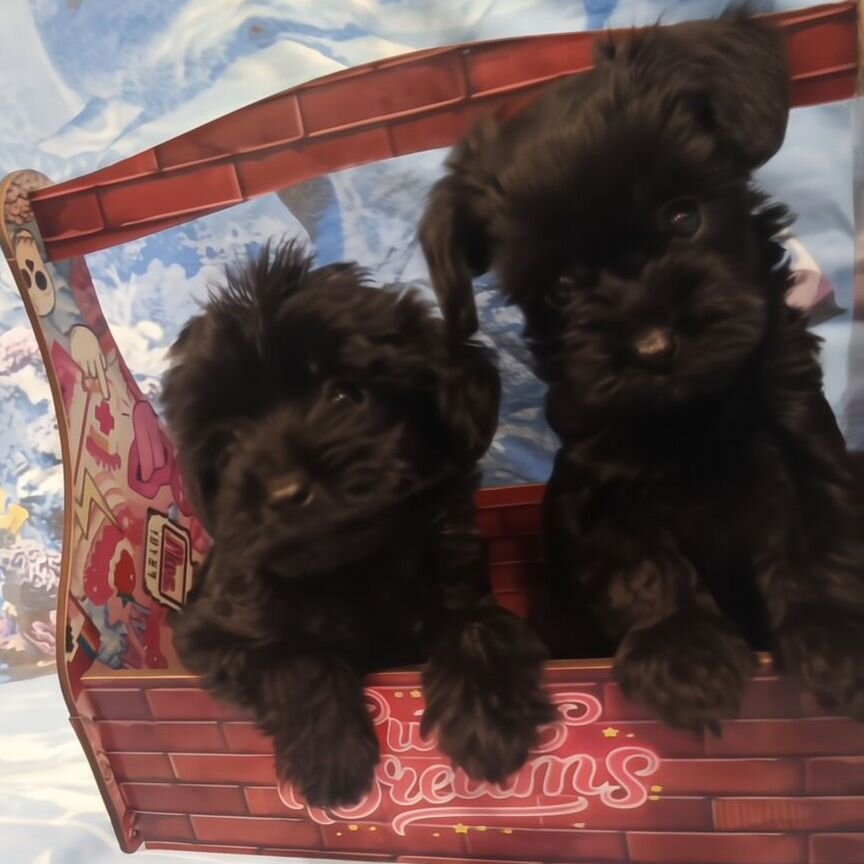 Мальтипу, щенок