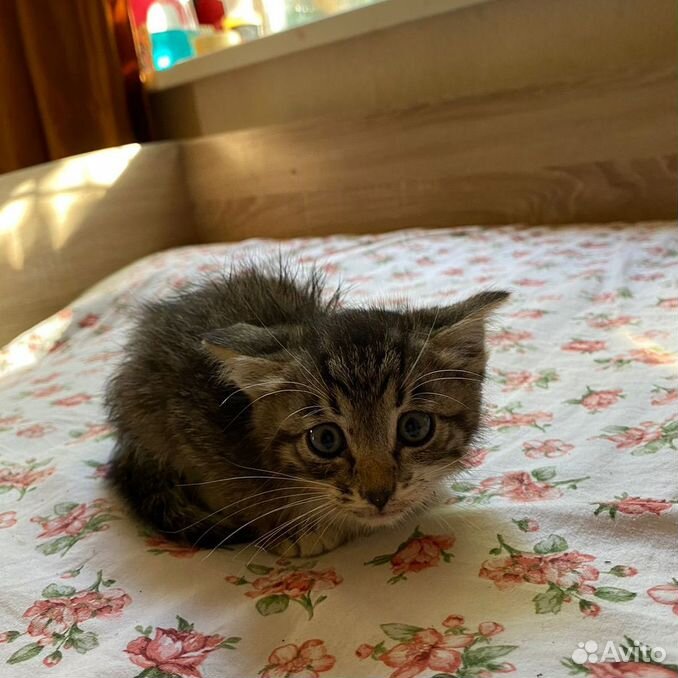 Котенок из под машины