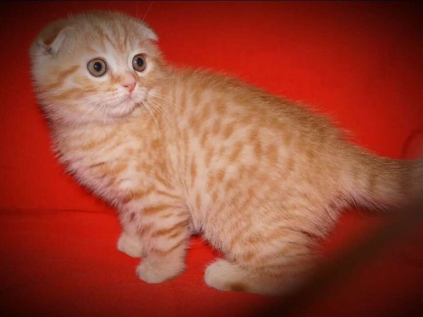 Шотландский вислоухий Динарчик