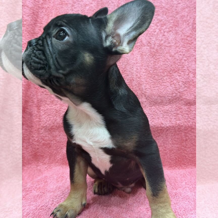 Французский бульдог, щенок