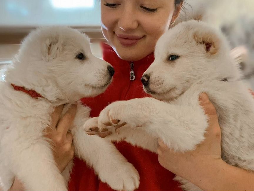 Среднеазиатская овчарка алабай щенки