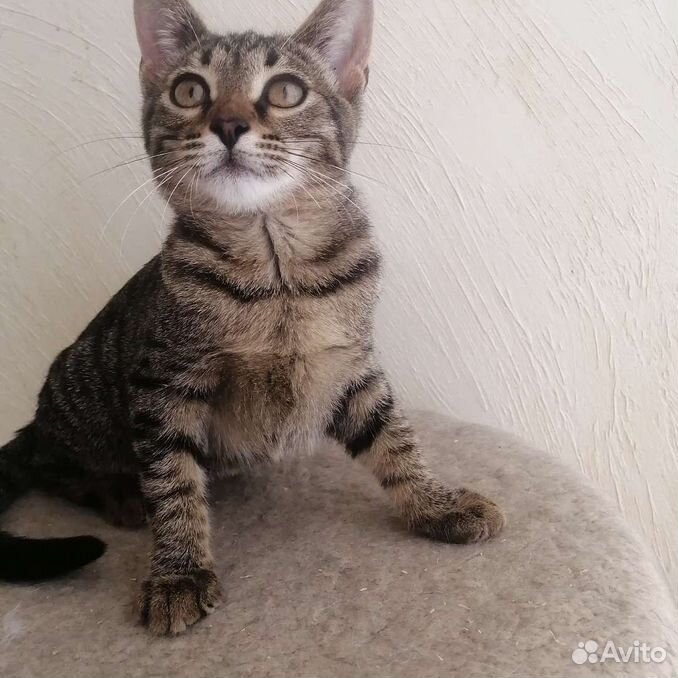 Маленькая Тигра