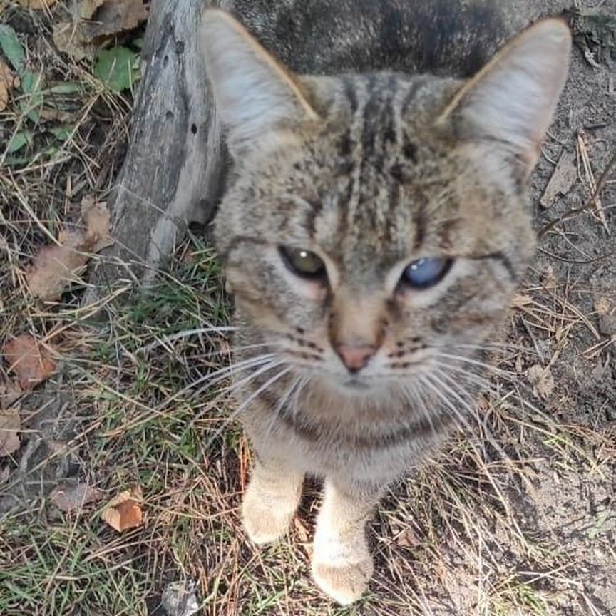 Котик плохо видит. Он останется жить на даче один