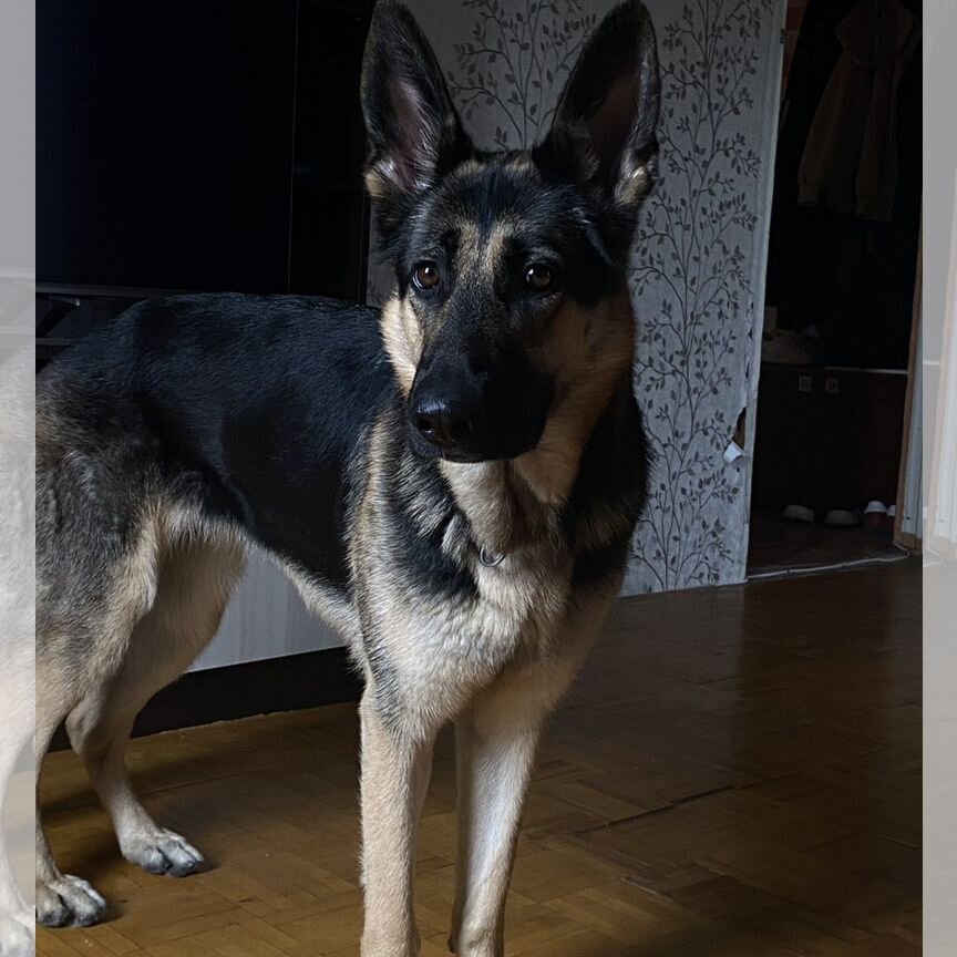 Восточноевропейская овчарка, взрослая собака