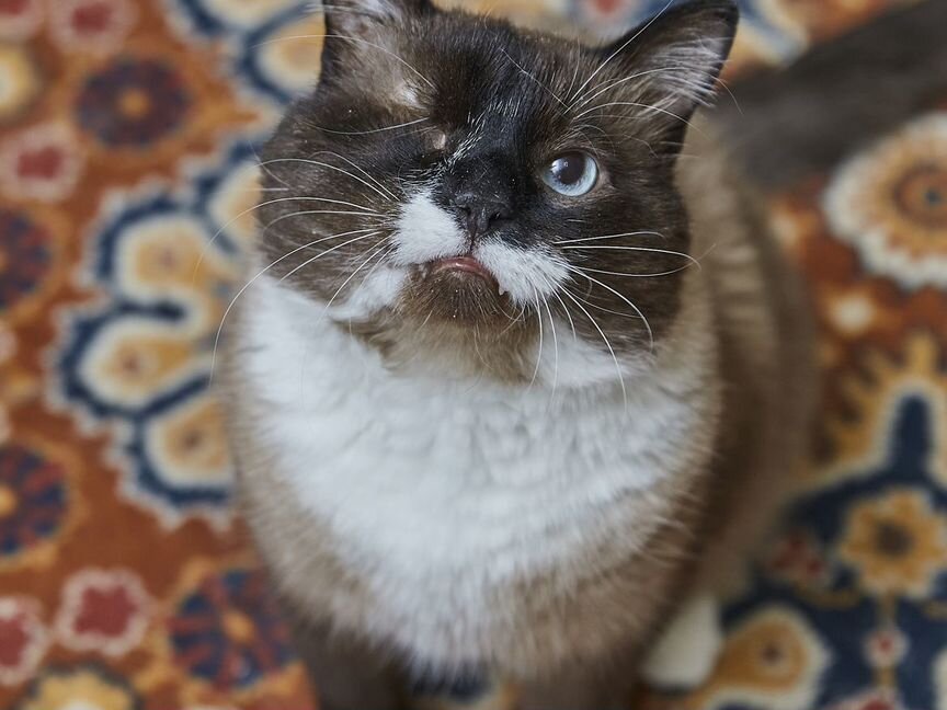 Одноглазый котик в дар в железнодорожном