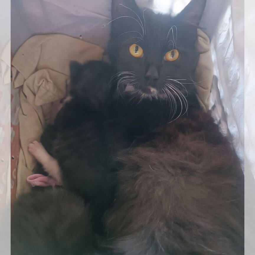 Отдам в добрые руки котят