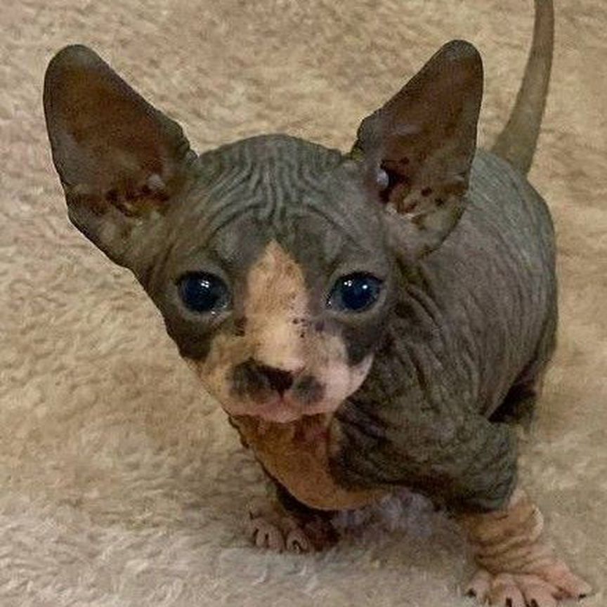 Канадский сфинкс котёнок