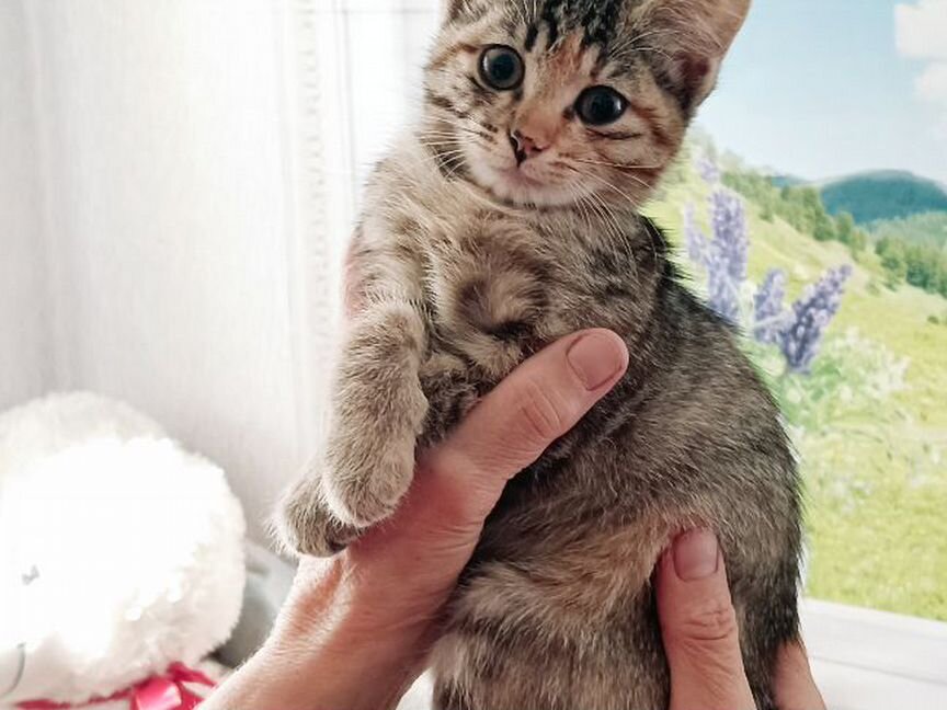 Котята, 2,5 месяца, девочки