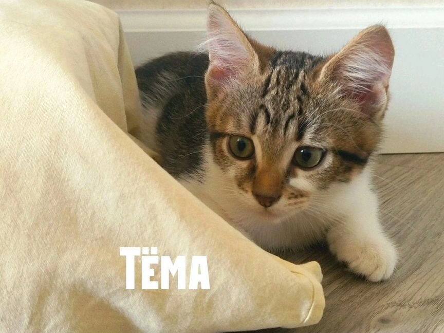 Лёха и Тёма в добрые руки