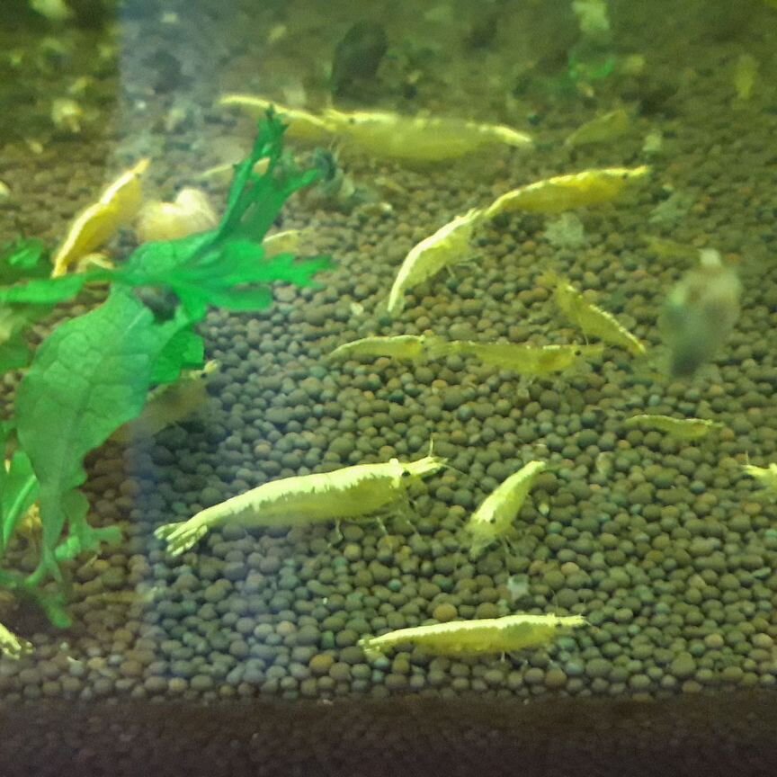 Креветки желтые