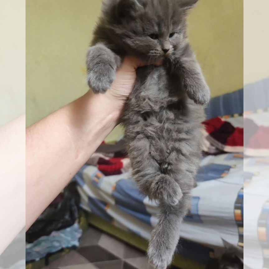 Британский длинношёрстный котёнок