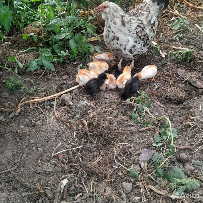 Куры и цыплята