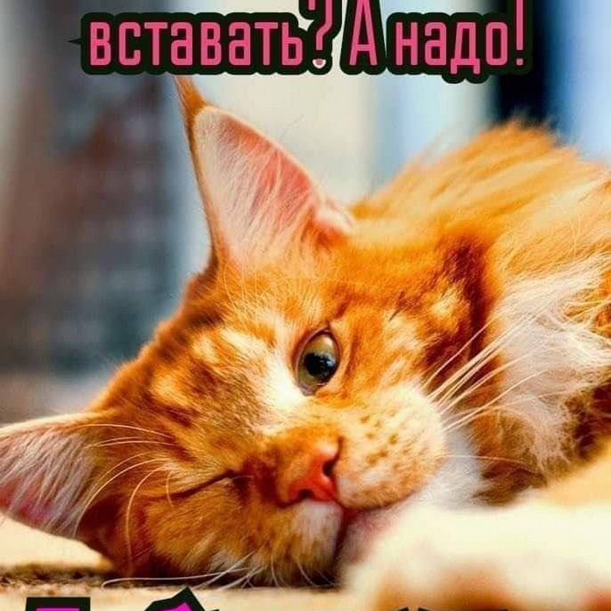 Найден. Бенгал