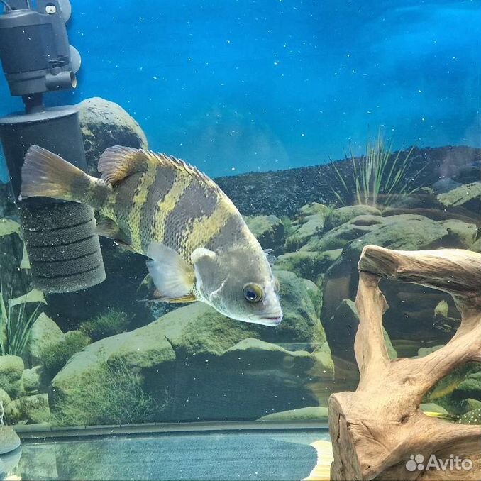 Окунь Кэмпбелла