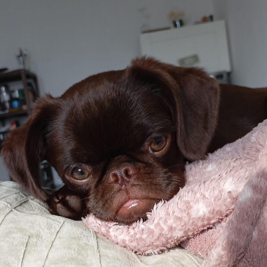 Шоколадный брабансончик