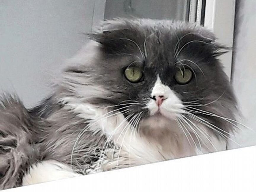 Кот Филимон