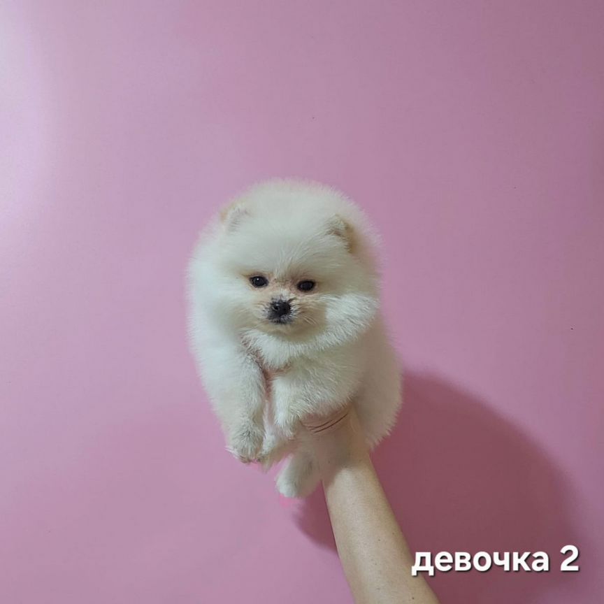 Кремовая малышка до 2кг