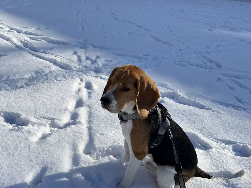 Собака бигль